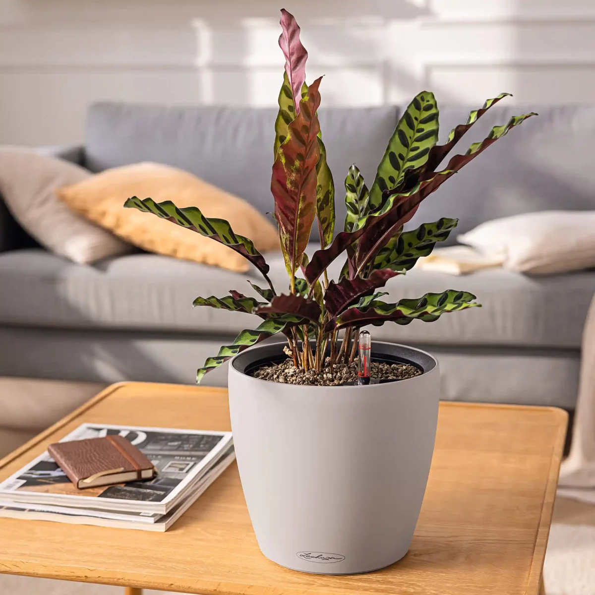 Buy CLASSICO Color LS 43 Sand Brown, Self-Watering Round Planter, D16.9 ...